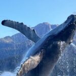 Juneau Top Sight Seeing Group Tour - Deep Dive into the Itinerary