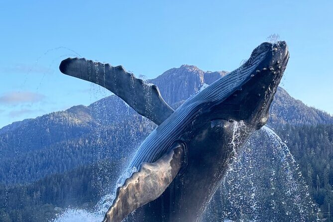 Juneau Top Sight Seeing Group Tour - Deep Dive into the Itinerary