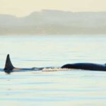 Juneau: Whale Watching and Mendenhall Glacier Day Trip - Who Should Consider This Tour?