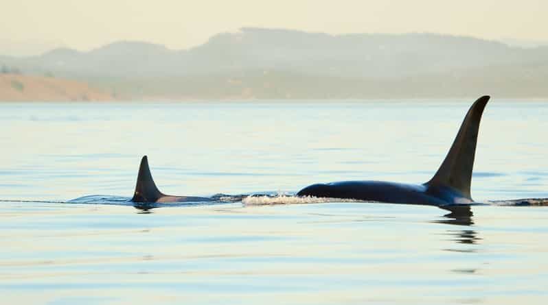 Juneau: Whale Watching and Mendenhall Glacier Day Trip - Who Should Consider This Tour?