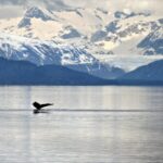 Juneau: Whale Watching and Wildlife Cruise with Local Guide - Practical Tips for a Successful Trip