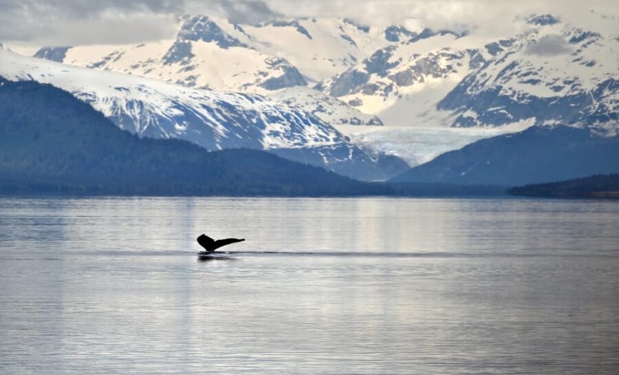 Juneau: Whale Watching and Wildlife Cruise with Local Guide - Practical Tips for a Successful Trip