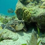 Jungle excursion EN Cancun (NO taxes included) - The Experience of Driving Your Own Boat