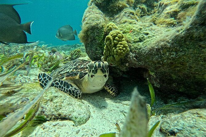 Jungle excursion EN Cancun (NO taxes included) - The Experience of Driving Your Own Boat