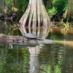Jupiter: Wild and Scenic Loxahatchee River Kayak Tour - Final Thoughts: Who Is This Tour Best For?
