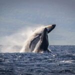 Kaanapali: Whale Watching Cruise with Open Bar - Final Thoughts