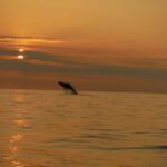 Kailua-Kona: Dolphin Watch & Double-Reef Snorkel Tour - What Makes It Special?