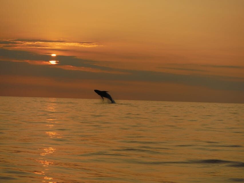 Kailua-Kona: Dolphin Watch & Double-Reef Snorkel Tour - What Makes It Special?