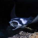 Kailua Kona: Manta Ray Night Snorkel Tour with Guide - Why This Tour Offers Great Value