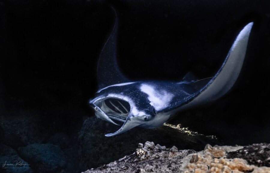 Kailua Kona: Manta Ray Night Snorkel Tour with Guide - Why This Tour Offers Great Value
