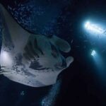 Kailua-Kona: Manta Ray Watching Nighttime Boat Trip - The Marvel of Seeing Manta Rays Up Close