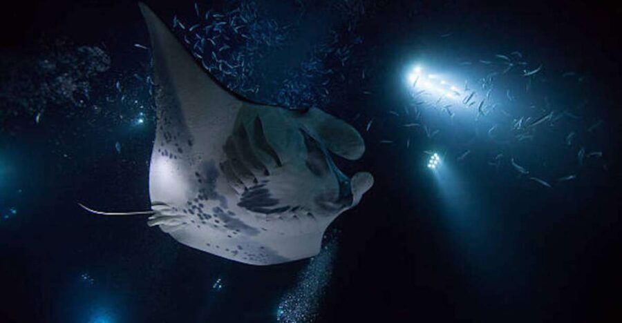 Kailua-Kona: Manta Ray Watching Nighttime Boat Trip - The Marvel of Seeing Manta Rays Up Close
