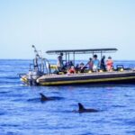 Kailua-Kona: Pacific Humpback Whale Watch Excursion - The Itinerary Breakdown
