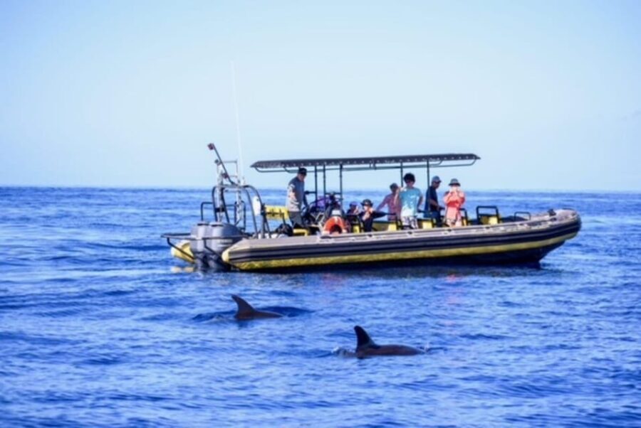 Kailua-Kona: Pacific Humpback Whale Watch Excursion - The Itinerary Breakdown
