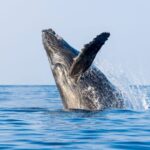 Kailua-Kona: Whale Watching Cruise on the Big Island - Who Will Love This Tour?