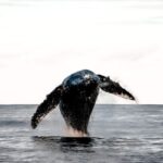 Kalaoa: Big Island & Kona Midday Whale Watching Tour - Who Will Enjoy This Tour?