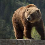 Kamloops: BC Wildlife Park Entry Ticket - Practical Tips for Visiting