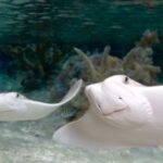 Kansas City: SEA LIFE Kansas City Aquarium General Admission - What Do Visitors Say? – Authentic Perspectives