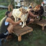 Kauai Private Baby Farm Animal Experience & Micro Dairy Immersion - The Value and Atmosphere