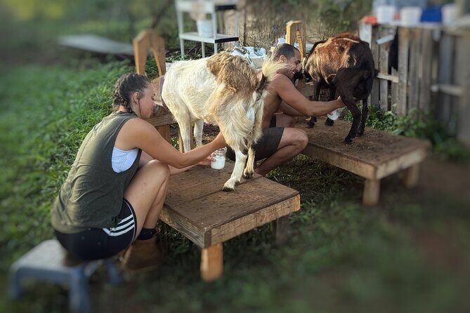 Kauai Private Baby Farm Animal Experience & Micro Dairy Immersion - The Value and Atmosphere