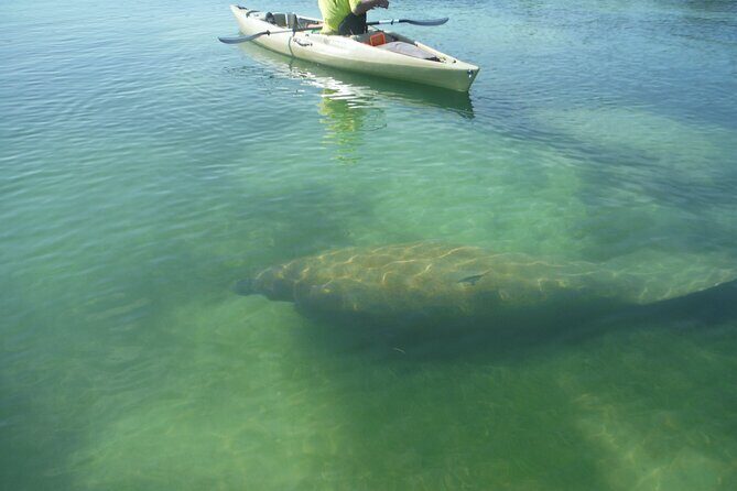 Kayak Eco Tour in Don Pedro Island - How This Tour Stacks Up on Value