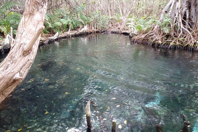 kayak through mangroves to secret beach - Authentic Traveler Perspectives