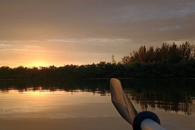 Kayak Tours and Rentals. Dolphins, Manatees, and Bioluminescence! - A Deep Dive into the Experience