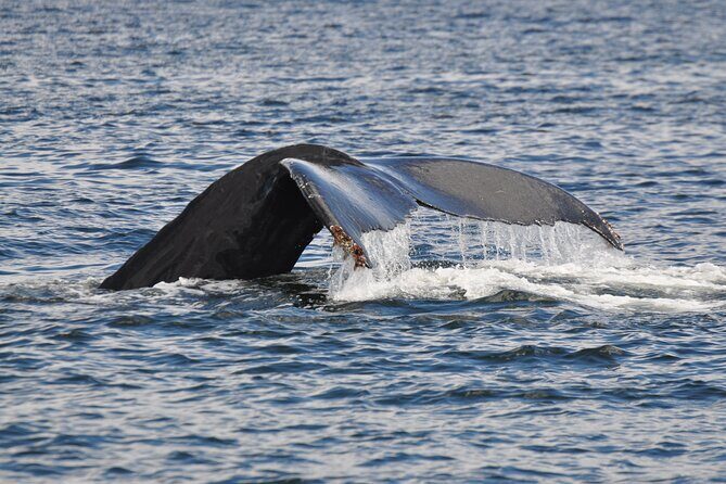 Kayaking with Whales and Wildlife - The Sum Up
