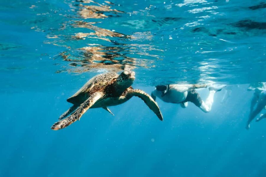 Kealakekua Bay Dolphin Watching, Snorkeling Boat Tour, BBQ - Authentic Customer Feedback