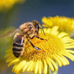 Kelowna: E-Bike Bee Tour w/ Tastings, Lunch, and Audioguide - Learning About Bees: Audio Tour of the Hives