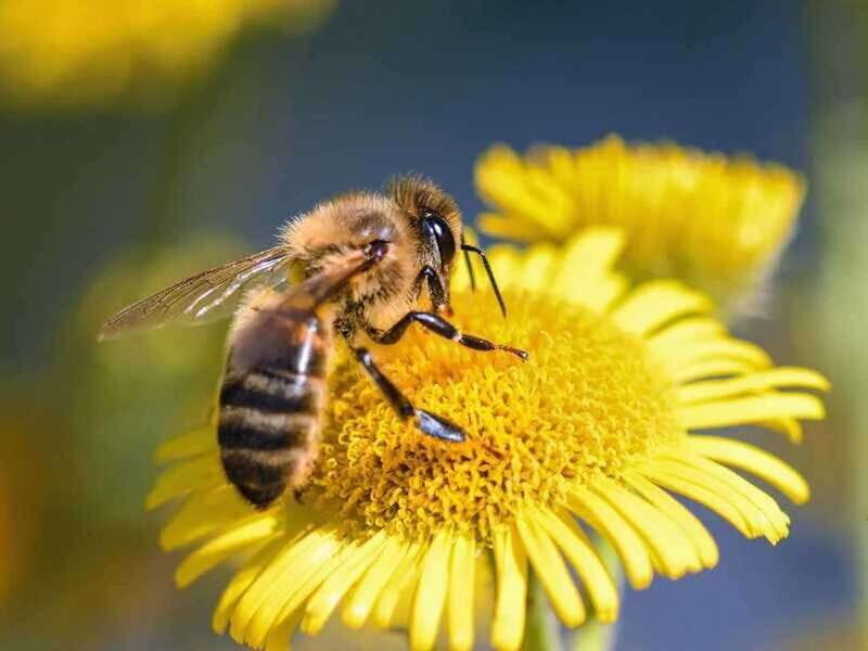 Kelowna: E-Bike Bee Tour w/ Tastings, Lunch, and Audioguide - Learning About Bees: Audio Tour of the Hives