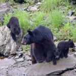 Ketchikan: Alaska Native Cultural and Scenic Shore Excursion - The Cultural Significance