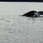 Ketchikan: Marine Wildlife and Whale Watching Boat Tour - An In-Depth Look at the Tour Experience