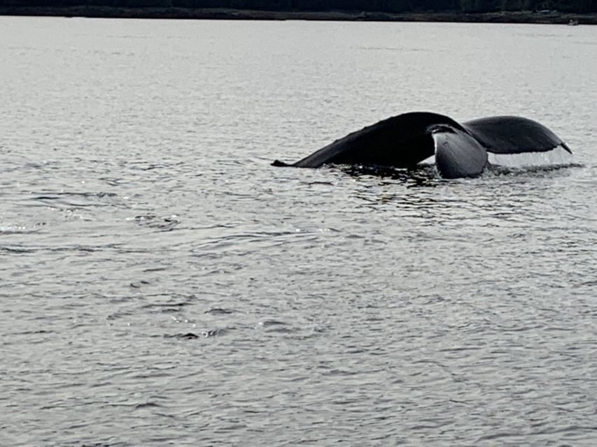 Ketchikan: Marine Wildlife and Whale Watching Boat Tour - An In-Depth Look at the Tour Experience