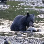 Ketchikan: Totem Pole, Wildlife & City Trolley Tour - Itinerary Breakdown: What Makes Each Stop Special