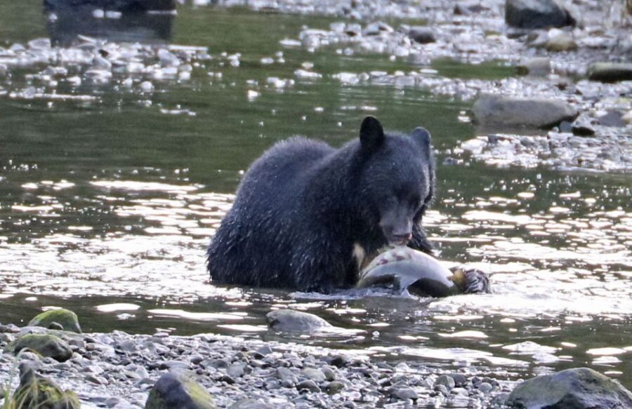 Ketchikan: Totem Pole, Wildlife & City Trolley Tour - Itinerary Breakdown: What Makes Each Stop Special