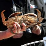 Ketchikan: Wilderness Boat Cruise and Crab Feast Lunch - The Crab Pot Experience: Helping Local Fishermen
