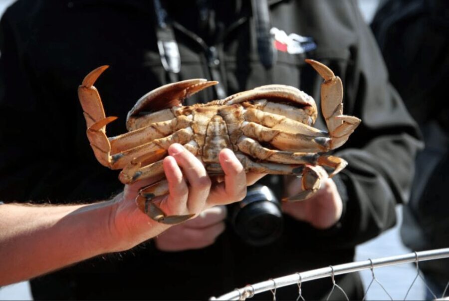 Ketchikan: Wilderness Boat Cruise and Crab Feast Lunch - The Crab Pot Experience: Helping Local Fishermen