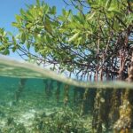 Key Largo Mangrove Private Eco-Tours - Who Will Enjoy This Experience?