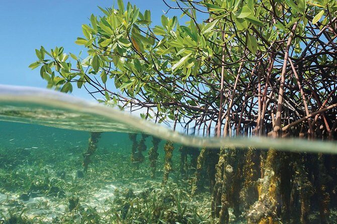 Key Largo Mangrove Private Eco-Tours - Who Will Enjoy This Experience?