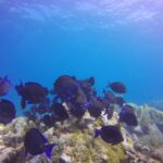 Key Largo: Molasses Reef Novice to Intermediate Dive - The Itinerary and What to Expect
