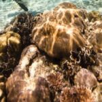 Key Largo: Scuba Refresher Course - Practical Details: What You Need to Know