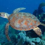Key Largo: Snorkeling Trip - Why the Guides Make the Difference