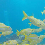 Key Largo: Spiegel Grove Wreck Deep Dive - What to Expect During Your Dive