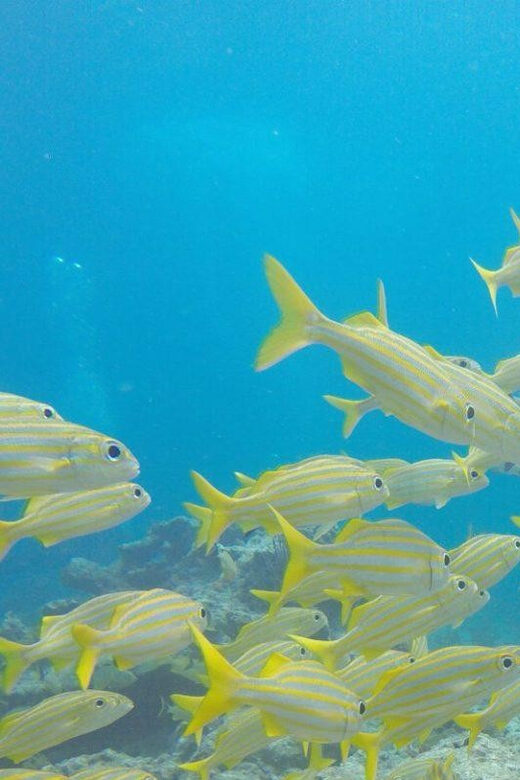 Key Largo: Spiegel Grove Wreck Deep Dive - What to Expect During Your Dive