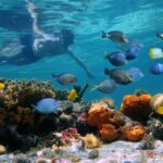 Key West: 2 Reef Snorkel With Sunset Cruise, Includes Drinks - What’s Included and What’s Not