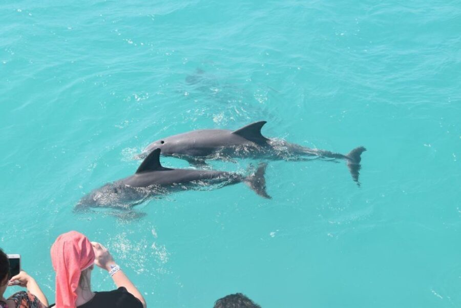 Key West: Dolphin Watching and Snorkeling Sunset Cruise - What the Reviews Tell Us