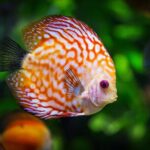 Key West: Morning Snorkeling Breakfast & Drinks, Conch Train - Frequently Asked Questions