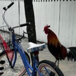 Key West Odyssey: Uncover Island Secrets, Walk by Locals - What Past Travelers Say