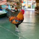 Key West: Secret Walking Food Tour - Why This Tour Delivers Value